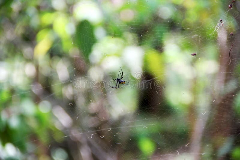 Ragno nel suo nido di Web immagine stock. Immagine di wildlife - 5598563