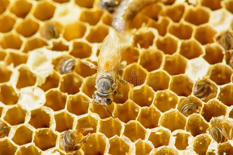 Nido Dell'apis Florea Congelato in Alcune Parti Fotografia Stock ...