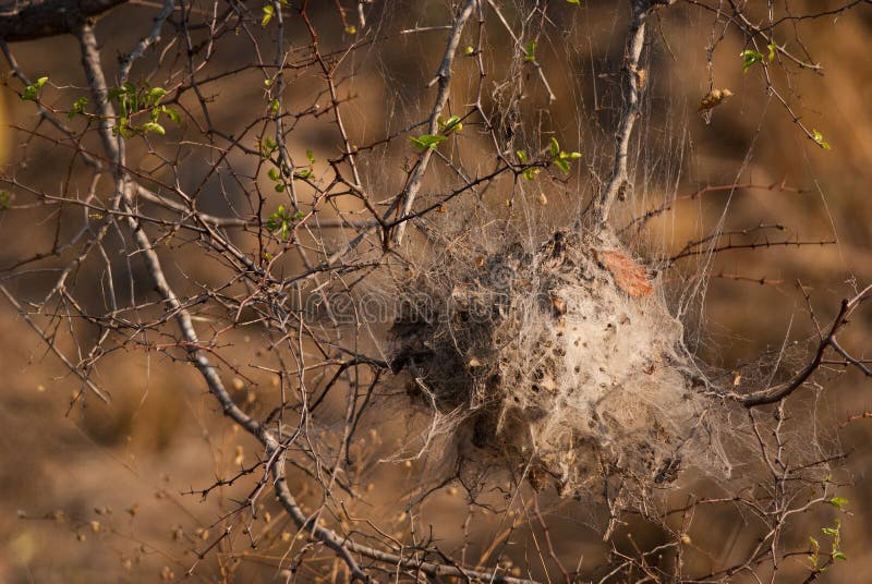 Nido Comunitario Dell'uccello Tessitore in Namibia Africa. Immagine ...