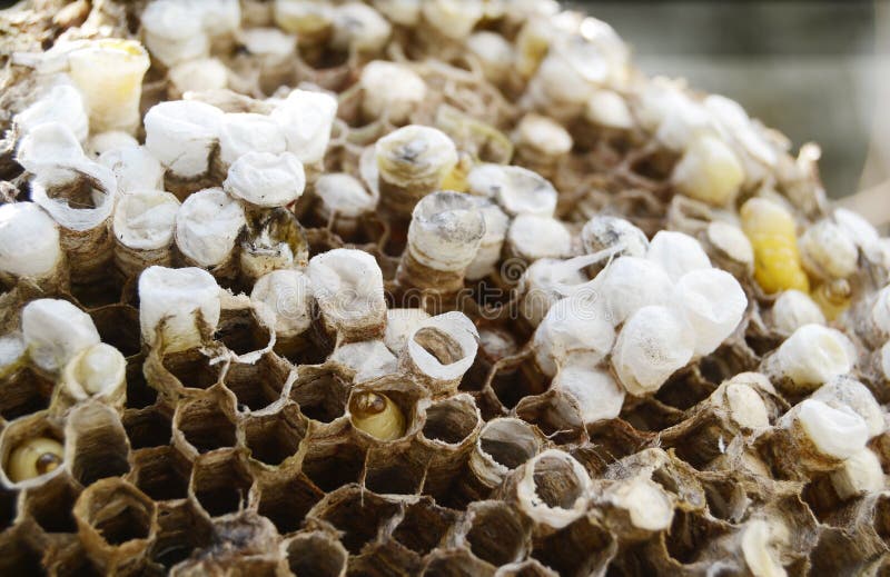 Nido delle api fotografia stock. Immagine di nido, casa - 37683546