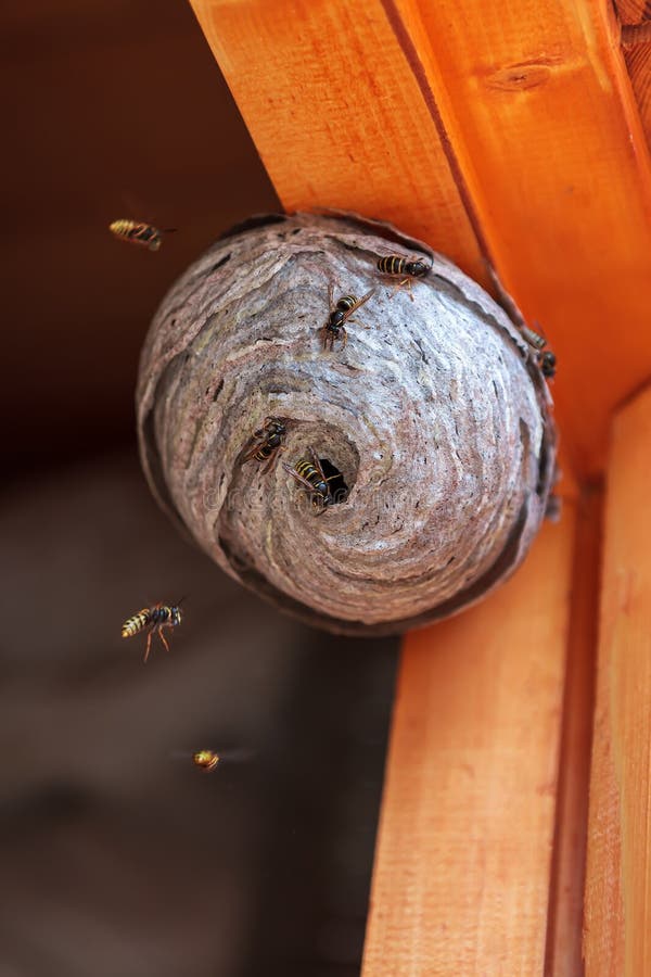 Nido delle api immagine stock. Immagine di incastramento - 37682921