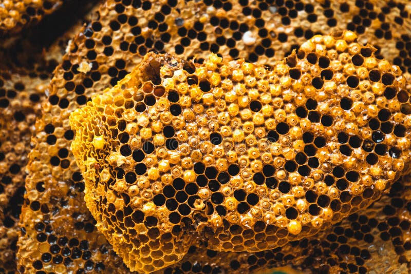 Nido E Nettare Di Larva Di Api Immagine Stock - Immagine di dorato ...