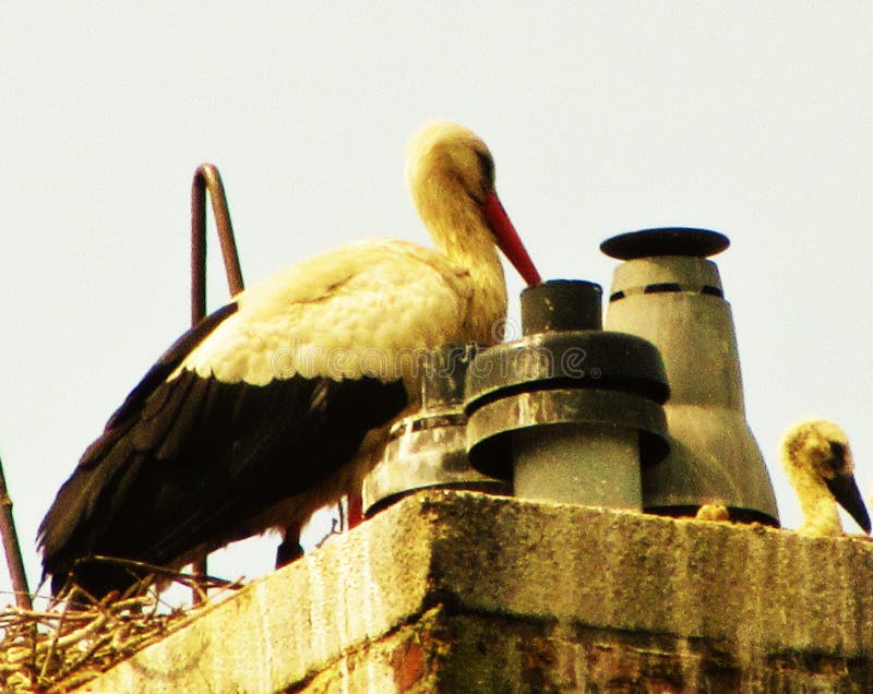 Nido Splendido Della Cicogna Bianca Con Il Pulcino Fotografia Stock ...