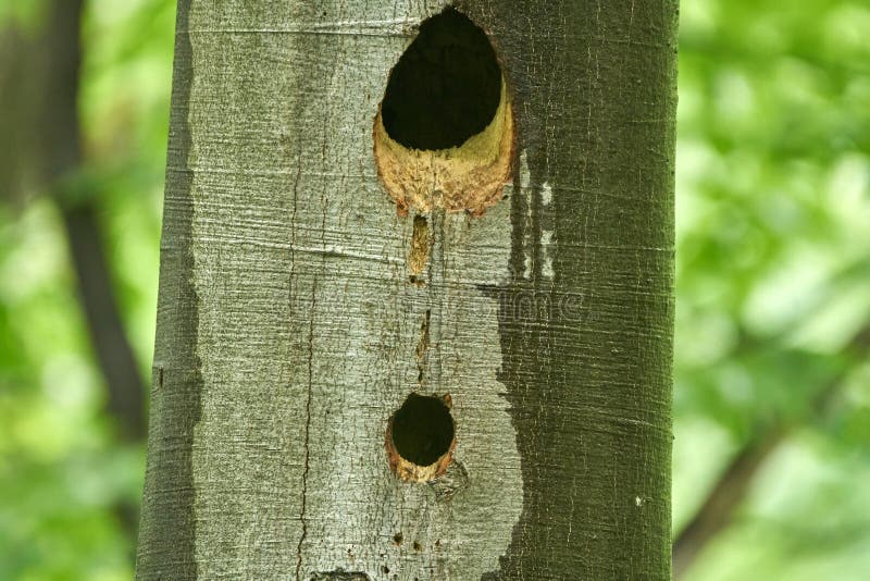 Nids D'oiseau Dans Les Arbres Image stock - Image du rond, cavité: 93996663