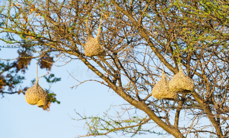 Nids D'oiseau Dans Les Arbres Image stock - Image du maison, écorce ...