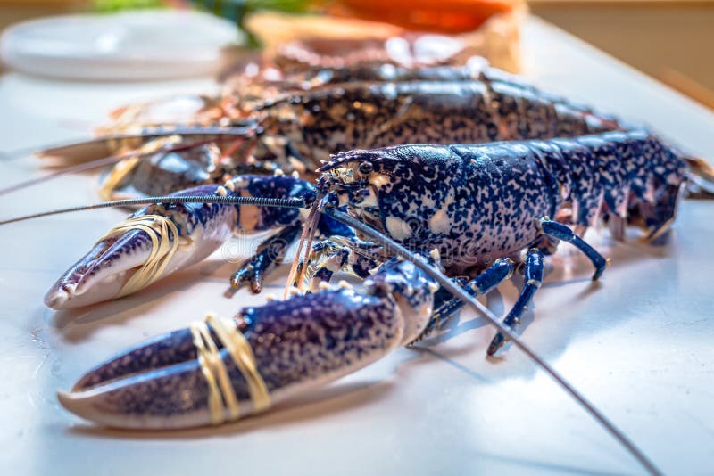 107 Niebieski Homar zdjęć stockowych - bezpłatne i z licencją Royalty ...