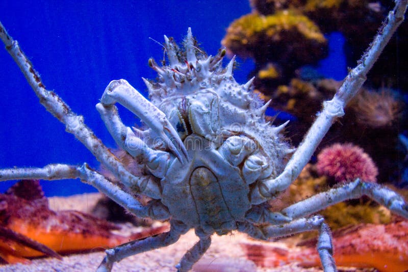 Błękitny krab zdjęcie stock. Obraz złożonej z krab, błękitny - 16535108
