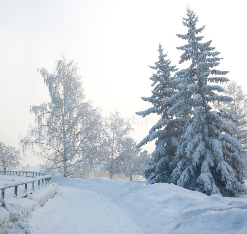 Árbol en helada foto de archivo. Imagen de congelado - 12061256