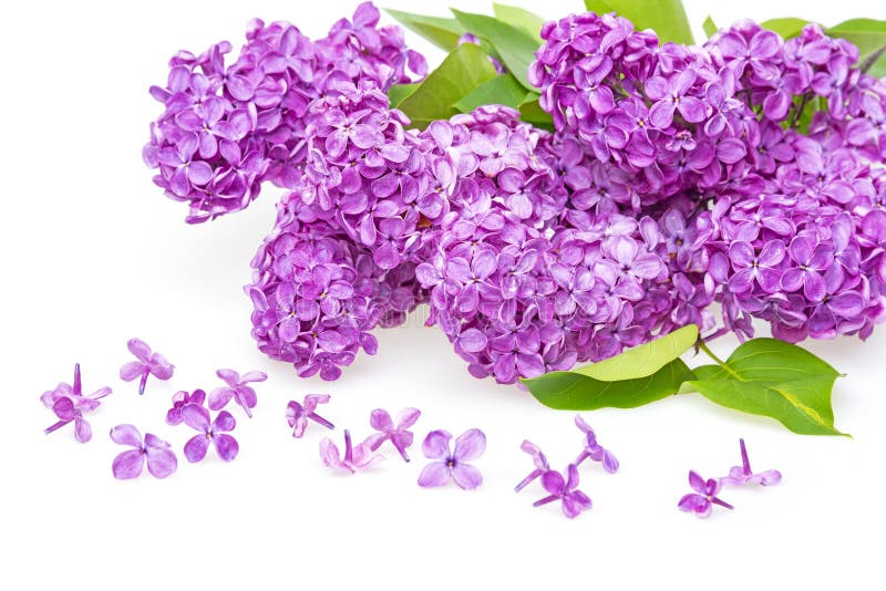 Rosa Flieder in einem Korb stockbild. Bild von purpurrot - 31063487