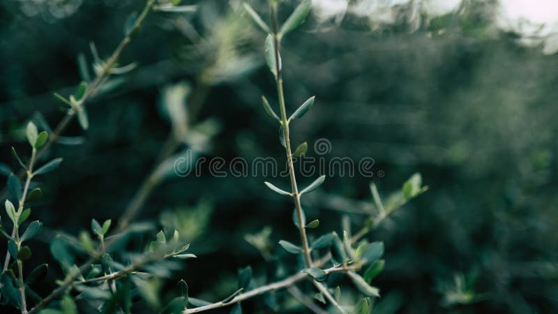 Niederlassung Eines Busches in Der Natur Stockfoto - Bild von busch ...