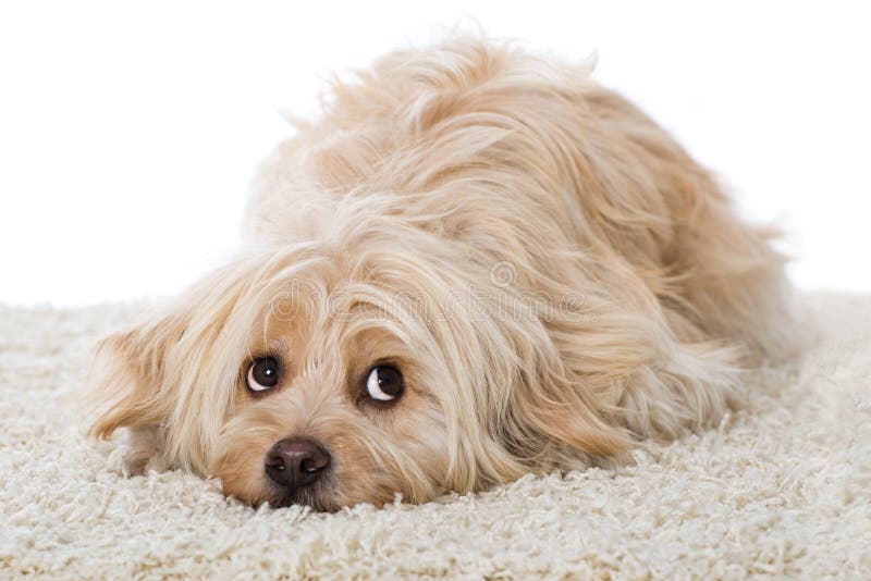Cute Mixed Breed Dog on a Carpet Stock Photo - Image of shot, studio ...