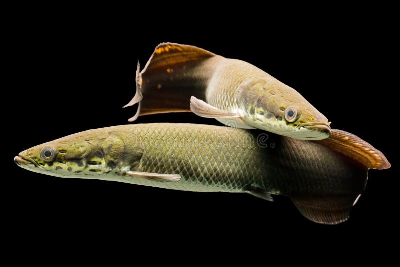 Head of Arapaima Arapaima Gigas, Also Known As Pirarucu in Their ...