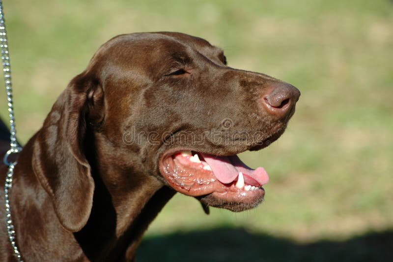 Niemiecki pointer pies obraz stock. Obraz złożonej z portret - 2228437