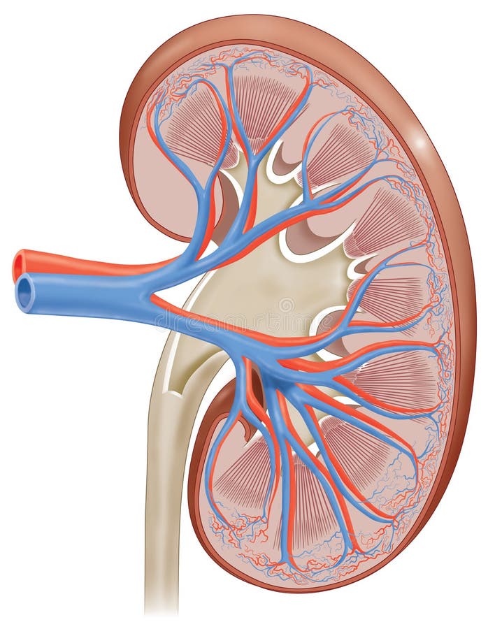 De anatomie van de nier vector illustratie. Illustration of gezondheid ...