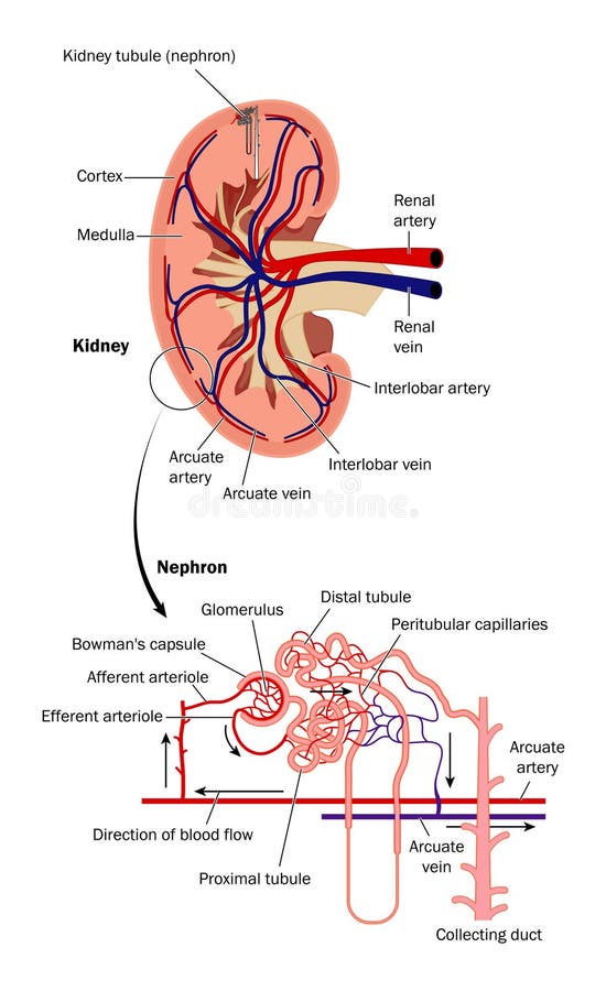 Anatomie van de nier vector illustratie. Illustratie bestaande uit deel ...