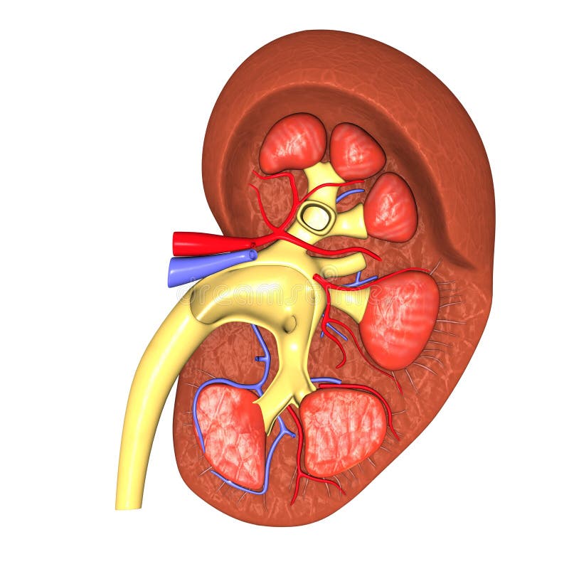 Niere stock abbildung. Illustration von toilette, chirurgie - 10635757