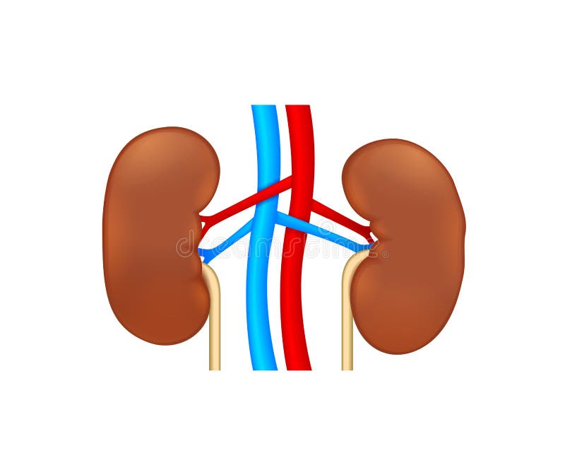 Niere Clipart Mit Orange Hintergrundvektor Vektor Abbildung ...