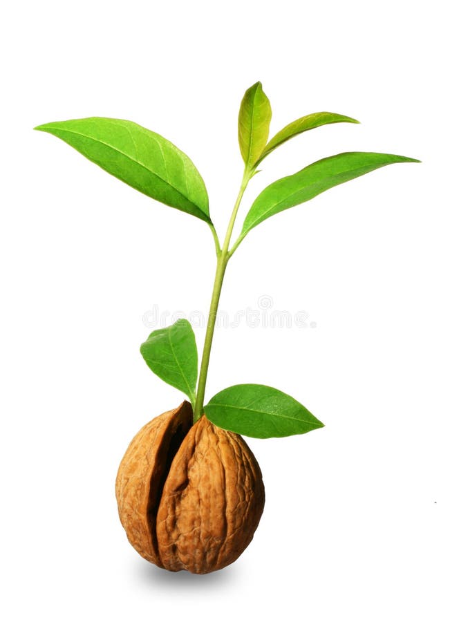 Nieuw Begin stock afbeelding. Image of macro, milieu, tuinieren - 4141191