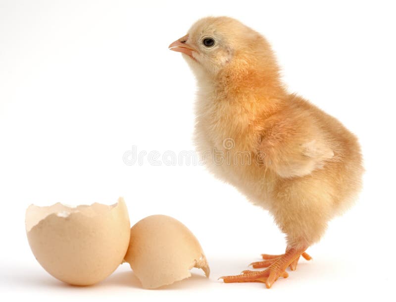 Poolse kip stock foto. Image of landbouwbedrijf, schedel - 91179454