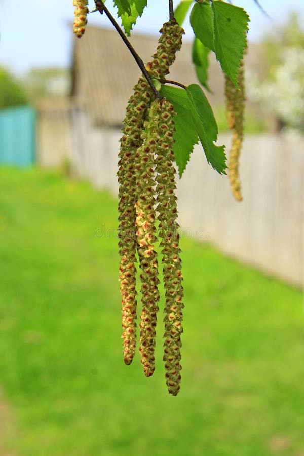 Katjes Van Een Berk Die Stuifmeel Vrijgeeft Stock Foto - Image of ...