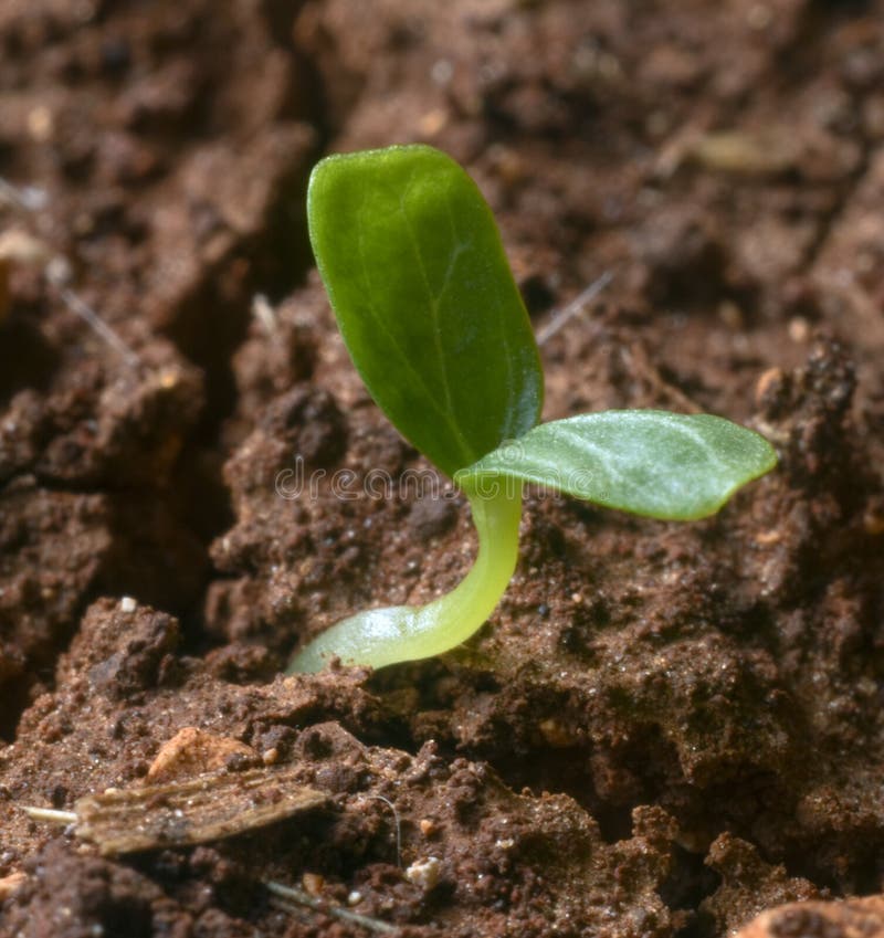 Spruiten stock afbeelding. Image of breekbaarheid, lente - 2474711