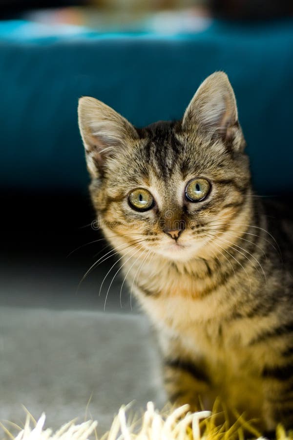 Het Schele Kat Openlucht Lopen Stock Foto - Image of ziekte, katje ...