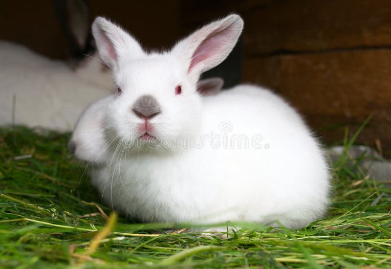 Nieuwsgierig Wit Konijn Met Rode Ogen Stock Afbeelding - Image of neus ...