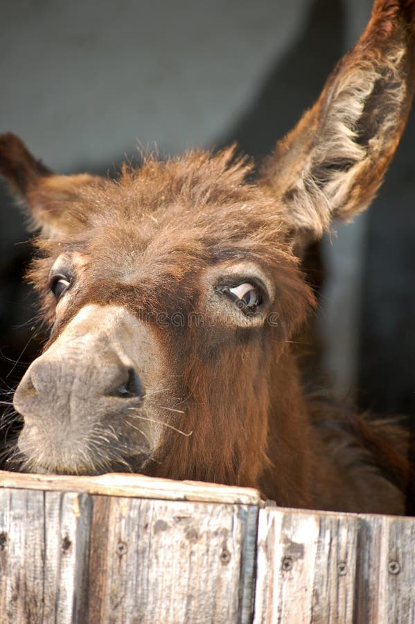 Een ezel met glazen stock foto. Image of niemand, landbouwbedrijf ...