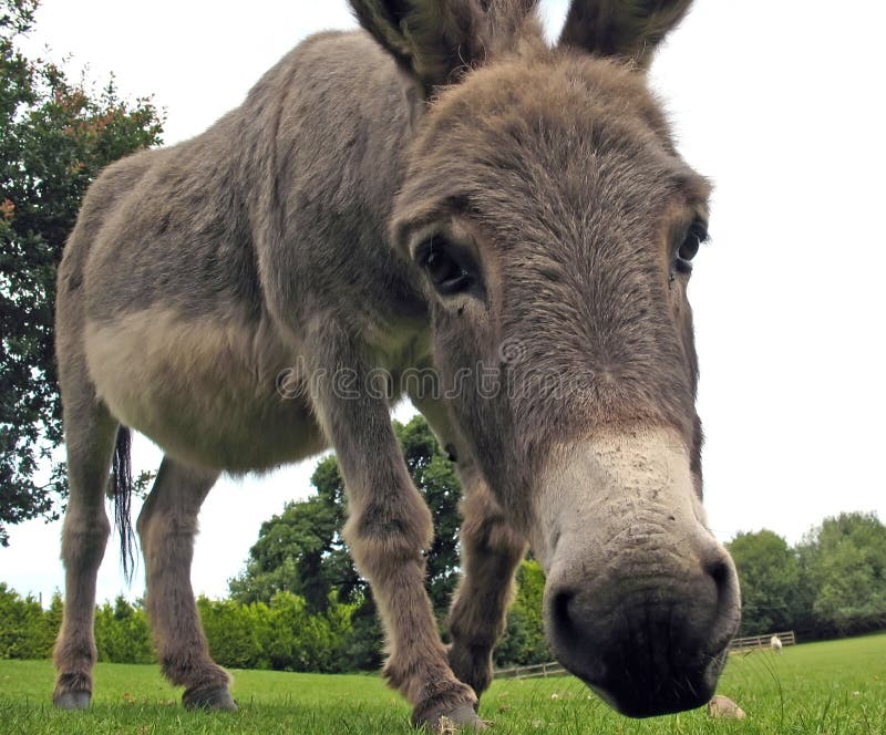 De Grijze Ezel Van Jenny Met Veulen Die Op Weide Rusten Stock Foto ...