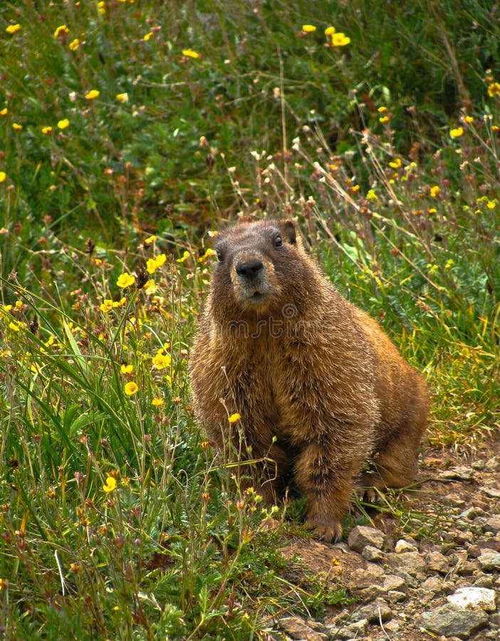 Bergmarmot stock foto. Image of nave, corpulent, alpen - 48907520