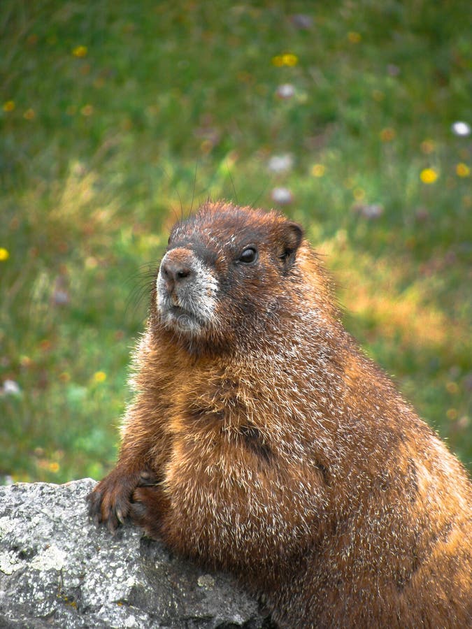 Bergmarmot stock foto. Image of nave, corpulent, alpen - 48907520