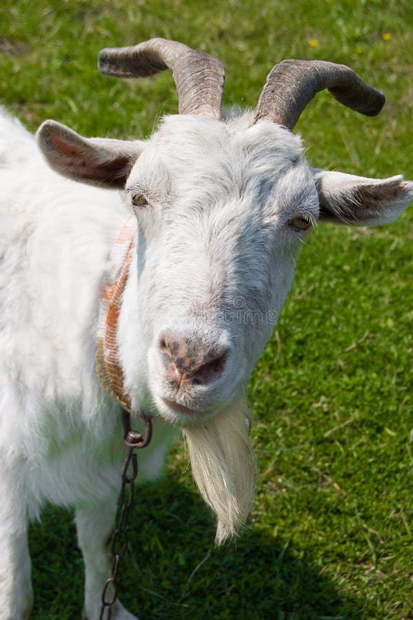 Nieuwsgierige witte geit stock afbeelding. Image of binnenlands - 9152937