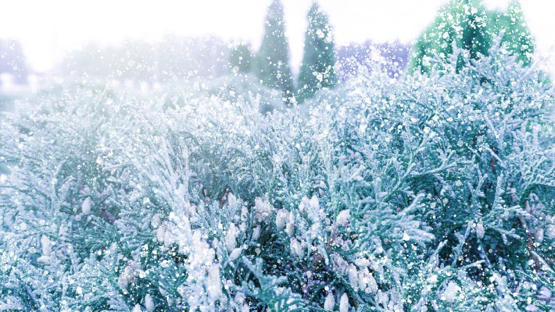 Nieve Background Picea En La Nieve Foto de archivo - Imagen de azul ...