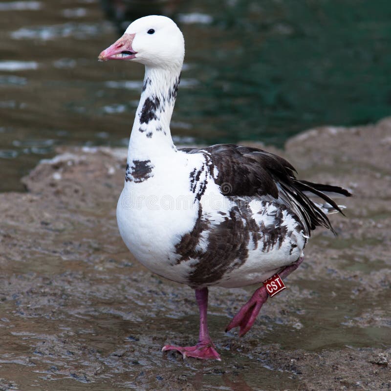 Nieve, o ganso azul imagen de archivo. Imagen de toma - 15262369