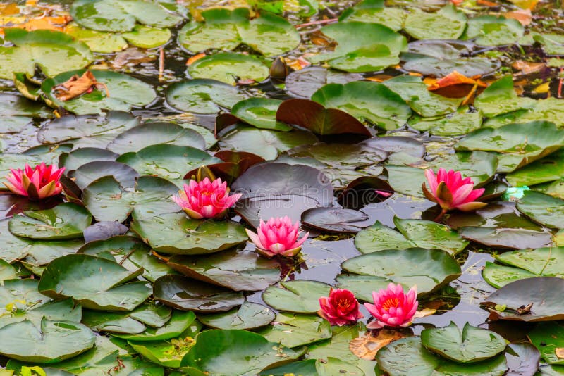 Nieves De Agua Rosa Nymphaea En El Lago Imagen de archivo - Imagen de ...