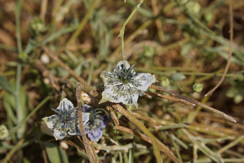 Nigella Arvensis - Wild Plant. Plant Blooming in Spring Stock Image ...