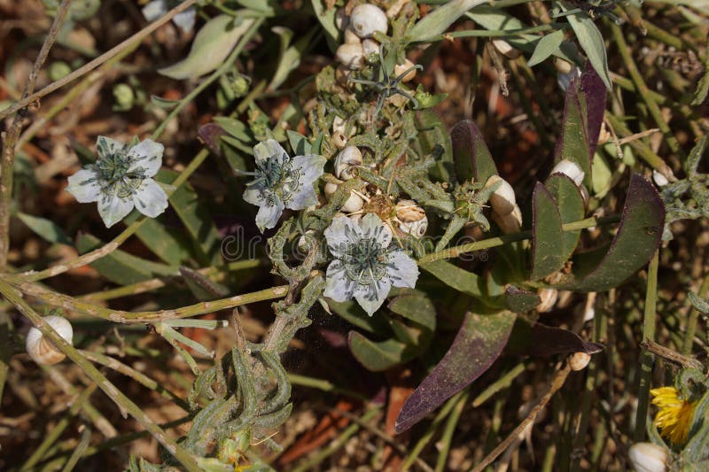 Nigella Arvensis - Wild Plant. Plant Blooming in Spring Stock Image ...