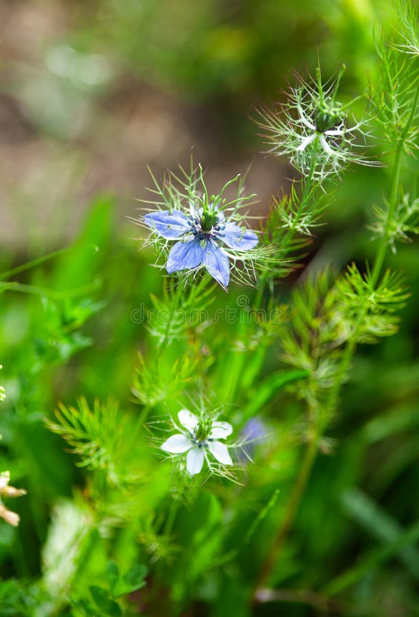 Nigella Damascena, Love in a Mist, Devil in the Bush Stock Photo - Image of wildflower, blossom ...