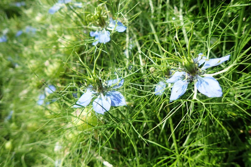 Nigella Sativa Plant and Flowers Stock Photo - Image of herb, sativa ...