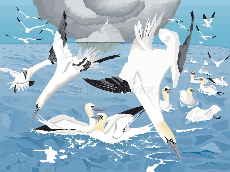 Nigel the Gannet is Alone on Island Stock Vector - Illustration of ...