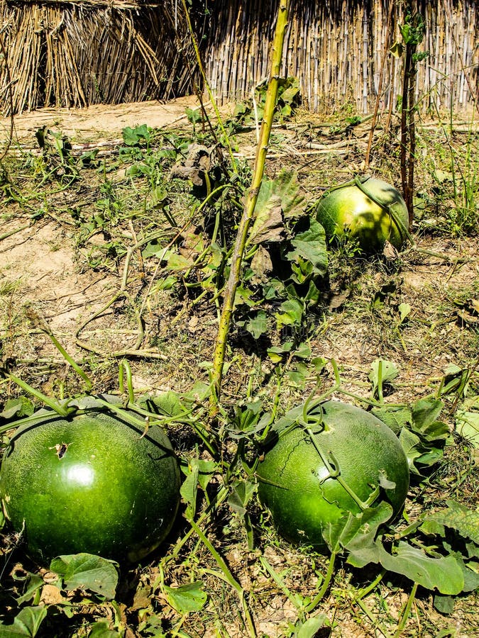 Nigerian Fruit and Vegetables Stock Image - Image of corn, towers ...