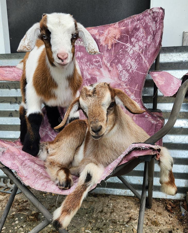 Nigerian goat kids stock photo. Image of twins, nigerian - 275745410