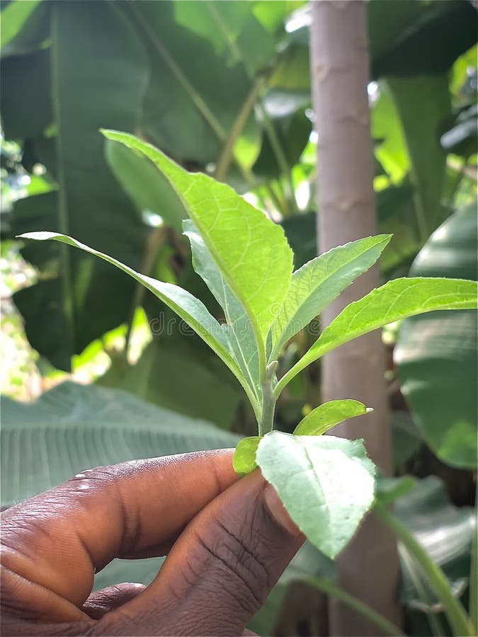 Bitter leaf vegetable stock photo. Image of produce - 342906694