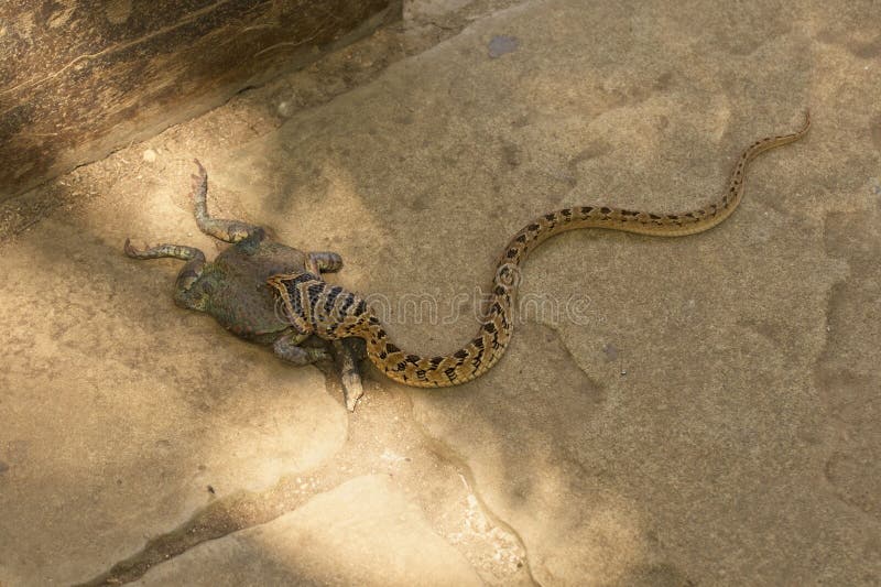 Night Adder Eating Huge Frog Stock Photo - Image of reptile, green ...