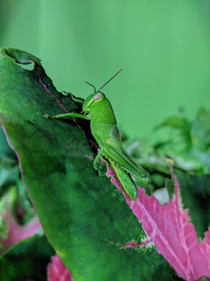 The Grasshopper that Was Photographed at Night Stock Photo - Image of ...