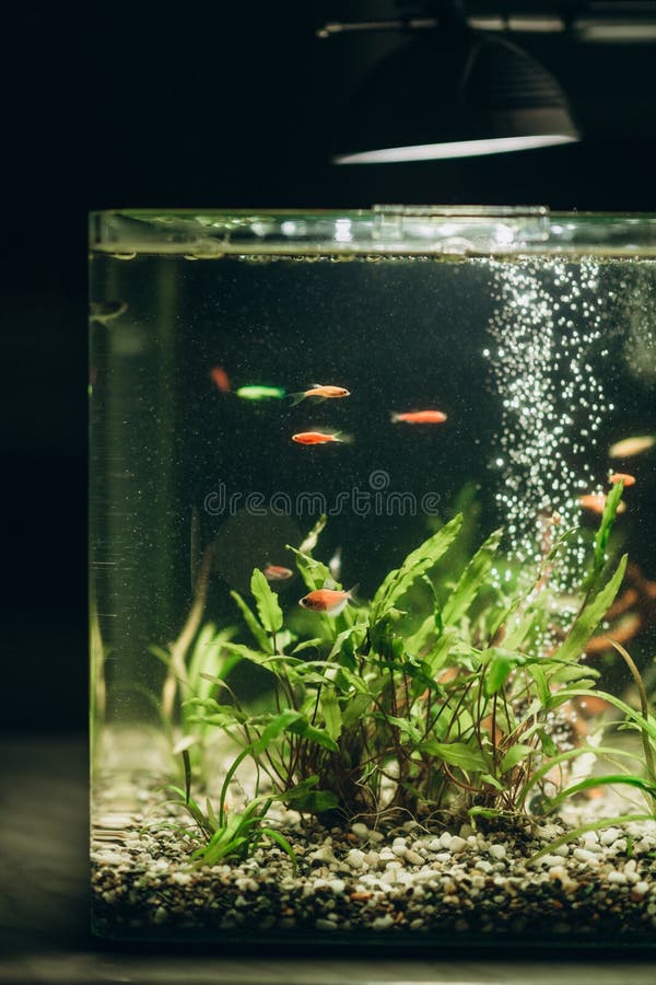 Night Aquarium with Fish and Algae, Hobby, Aquarium Decor Stock Image ...