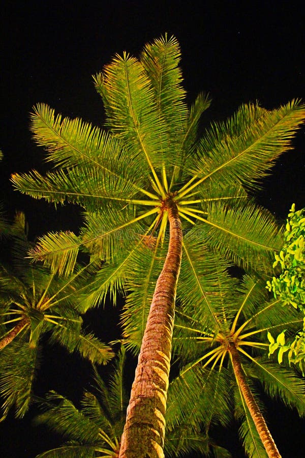 Night Balinese Shine Coconut Tree Stock Photo - Image of ...