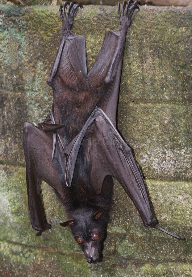 Night bat stock image. Image of giant, exotic, mammal - 26577269