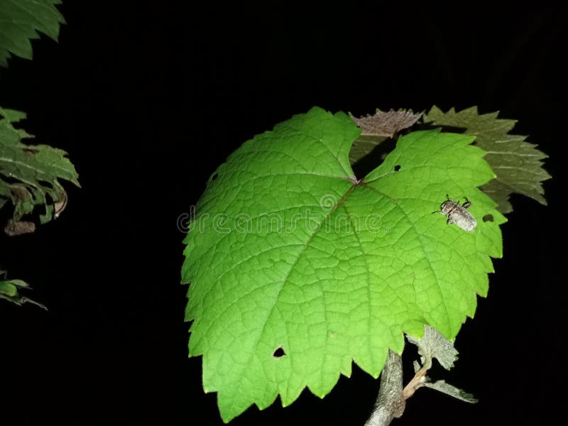 Grape Leaf Destroyer Stock Photos - Free & Royalty-Free Stock Photos ...