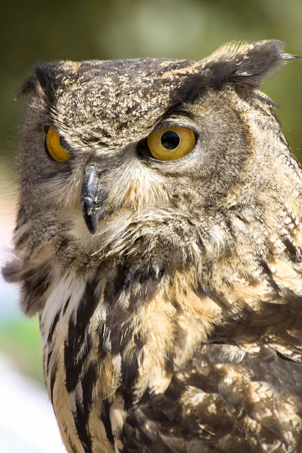 Night bird stock image. Image of pupil, animal, raptor - 2271639